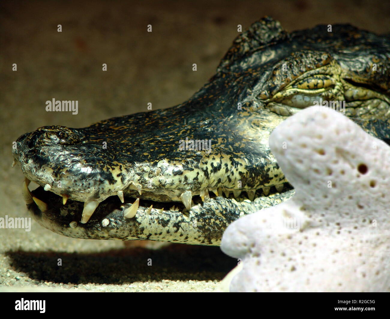 Schnappi High Resolution Stock Photography and Images - Alamy