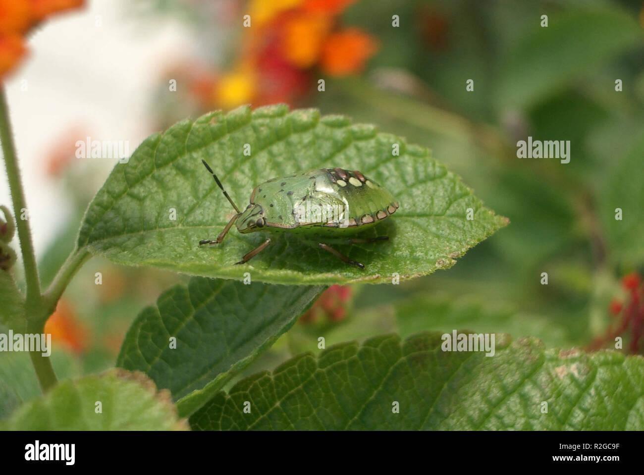 Leaf bug hi-res stock photography and images - Alamy