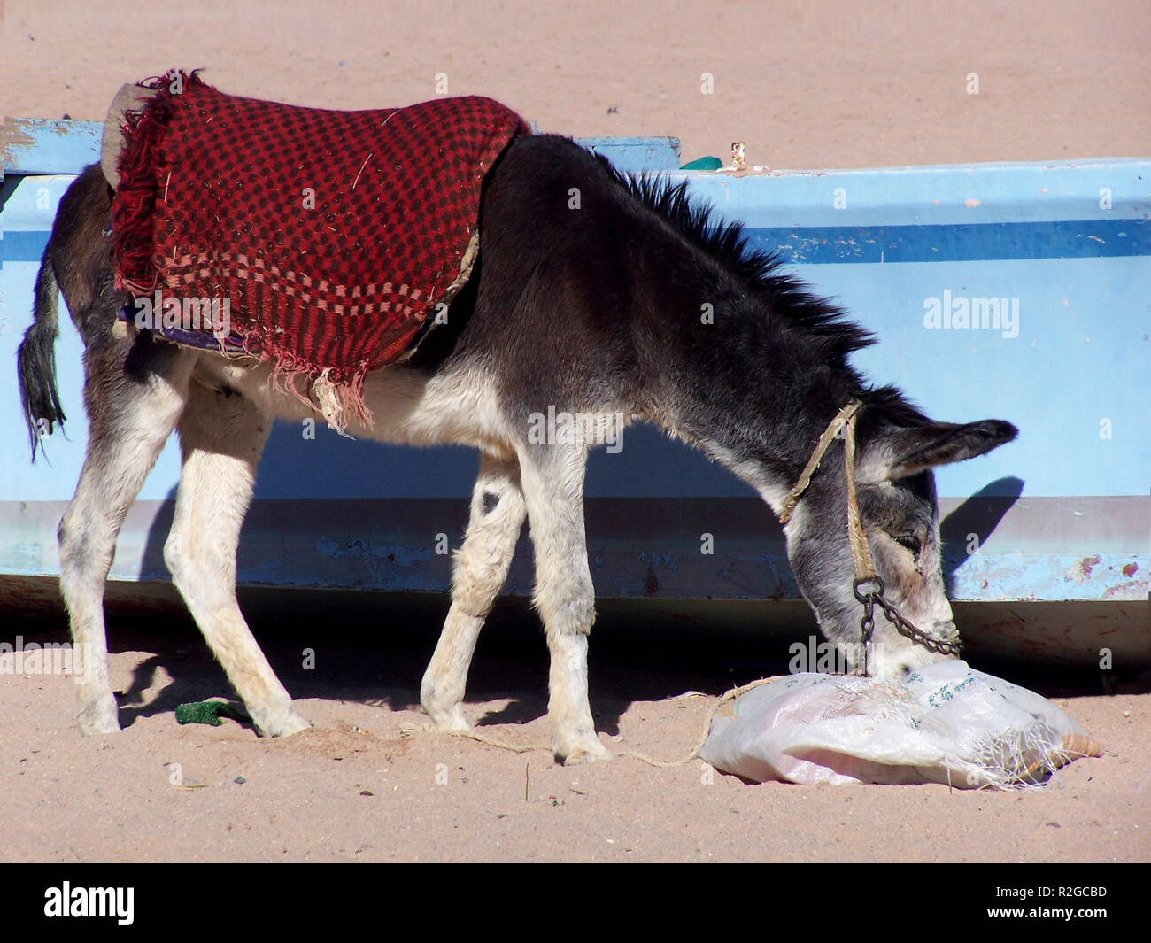 donkey at the beach Stock Photo - Alamy