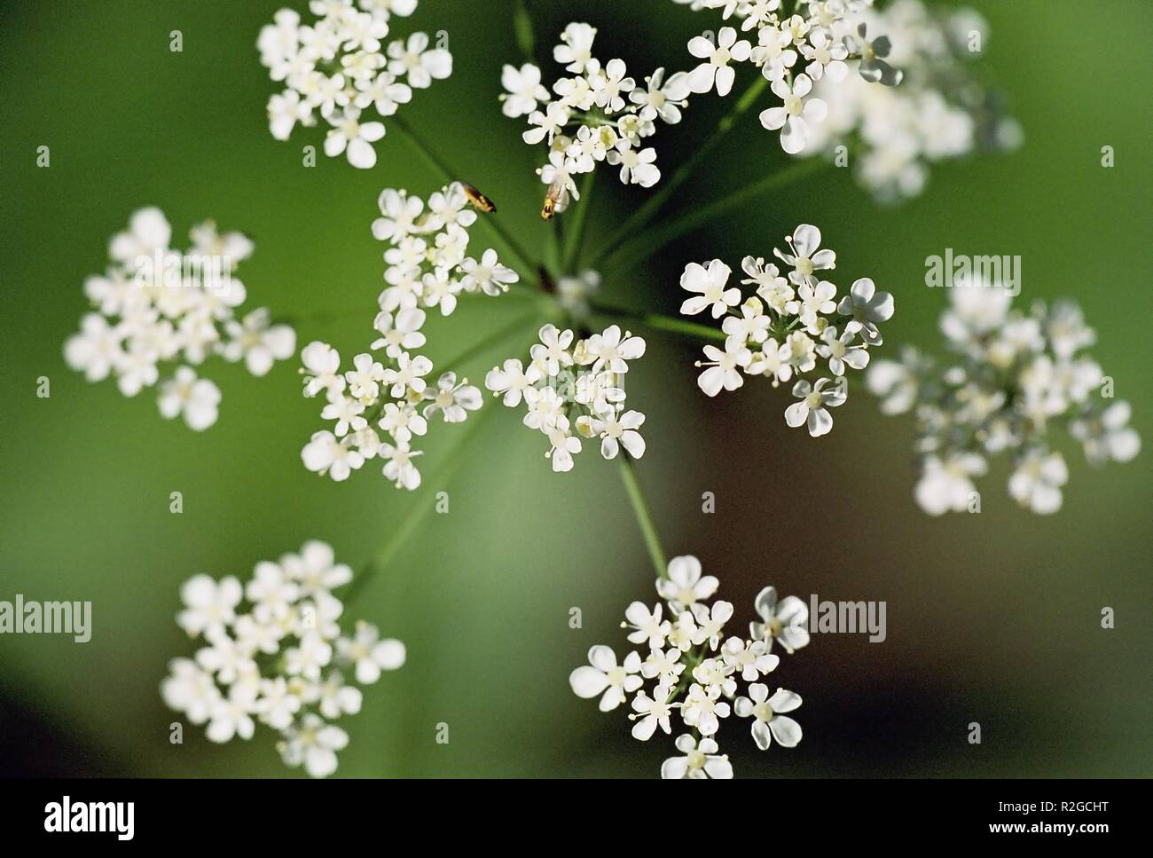 Garbe hi-res stock photography and images - Alamy