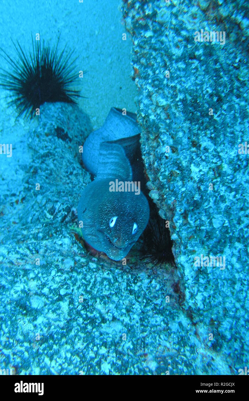 Moray attack hi-res stock photography and images - Alamy