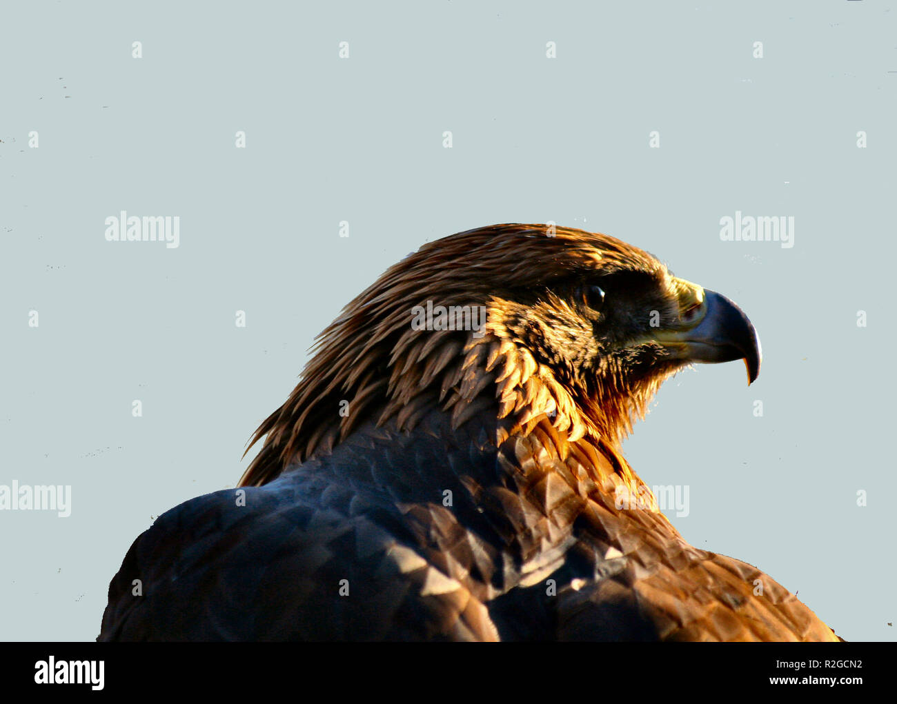 Sharp look hi-res stock photography and images - Alamy