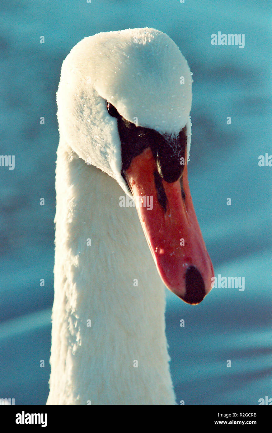 Swan nose hi-res stock photography and images - Alamy