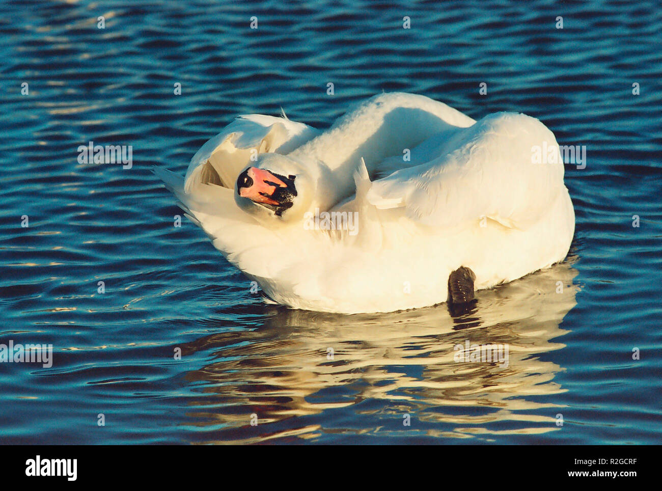 Swan nose hi-res stock photography and images - Alamy