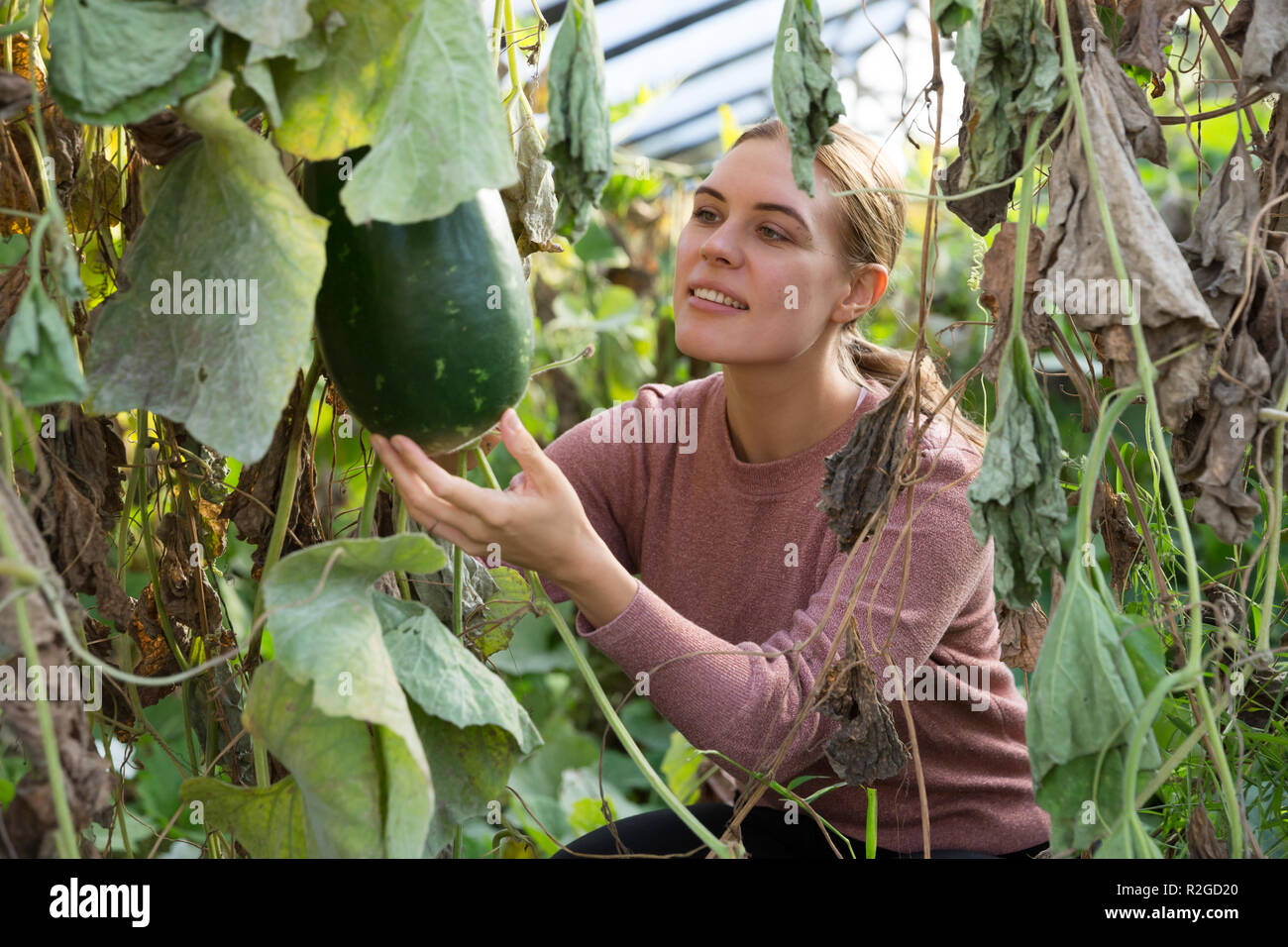 Adult female worker holding zucchini vegetable in her hands on organic ...