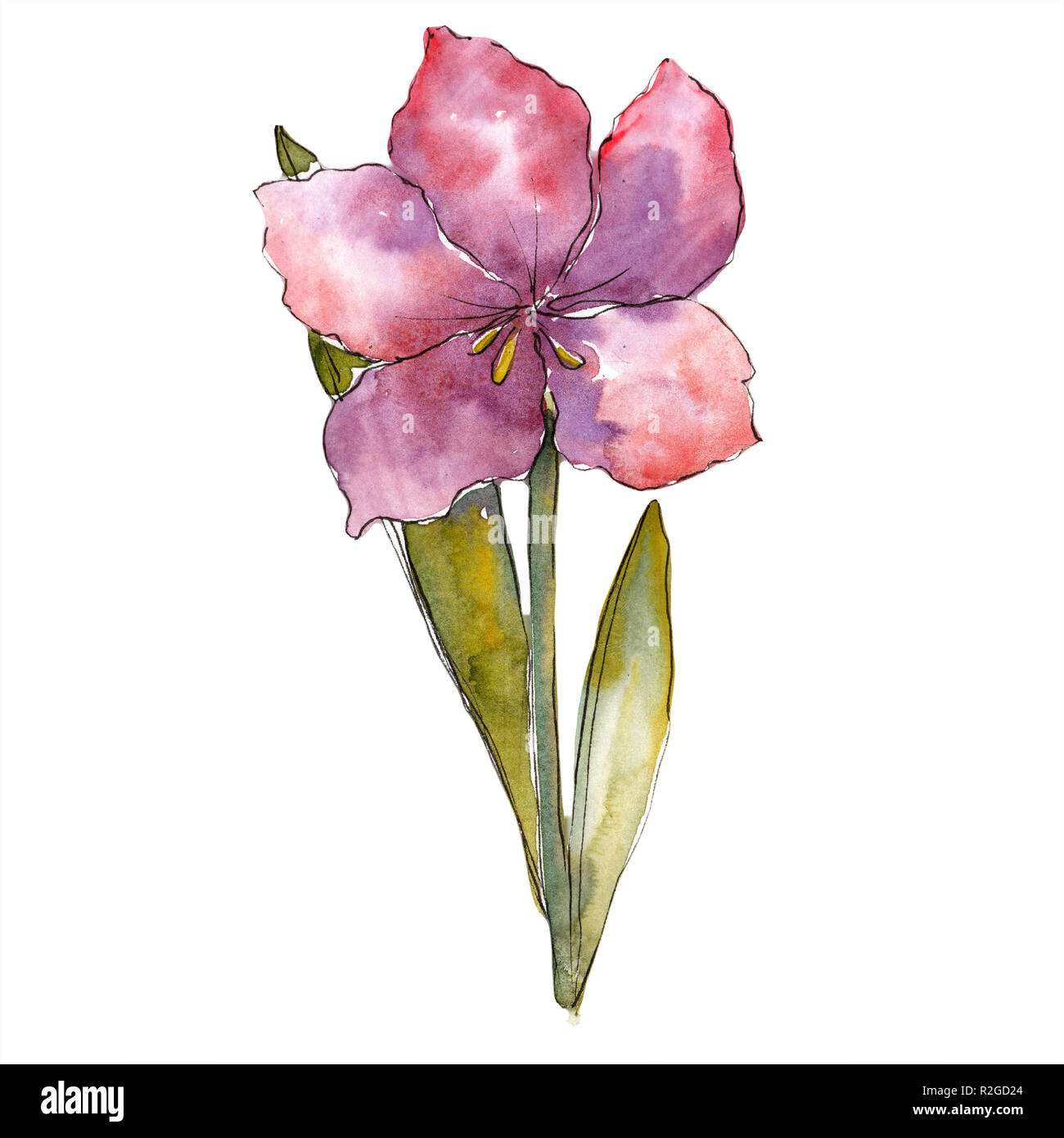 Purple amaryllis flower. Isolated amaryllis illustration element ...