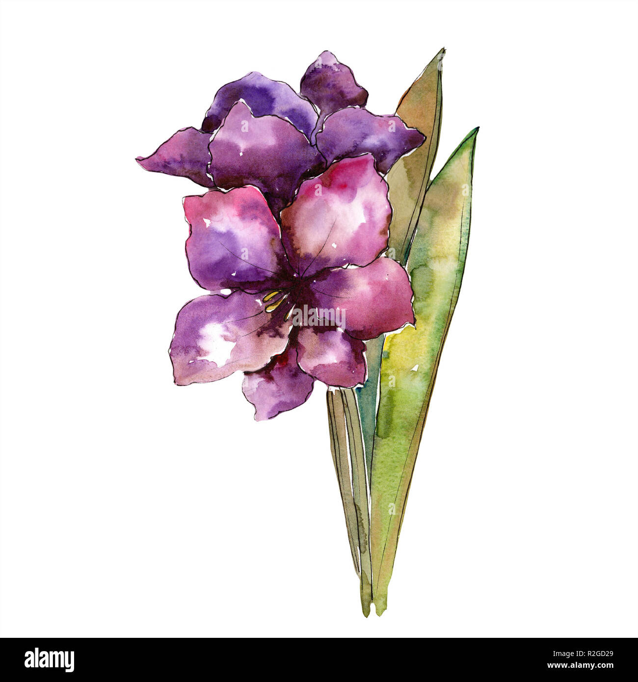 Purple amaryllis flower. Isolated amaryllis illustration element ...