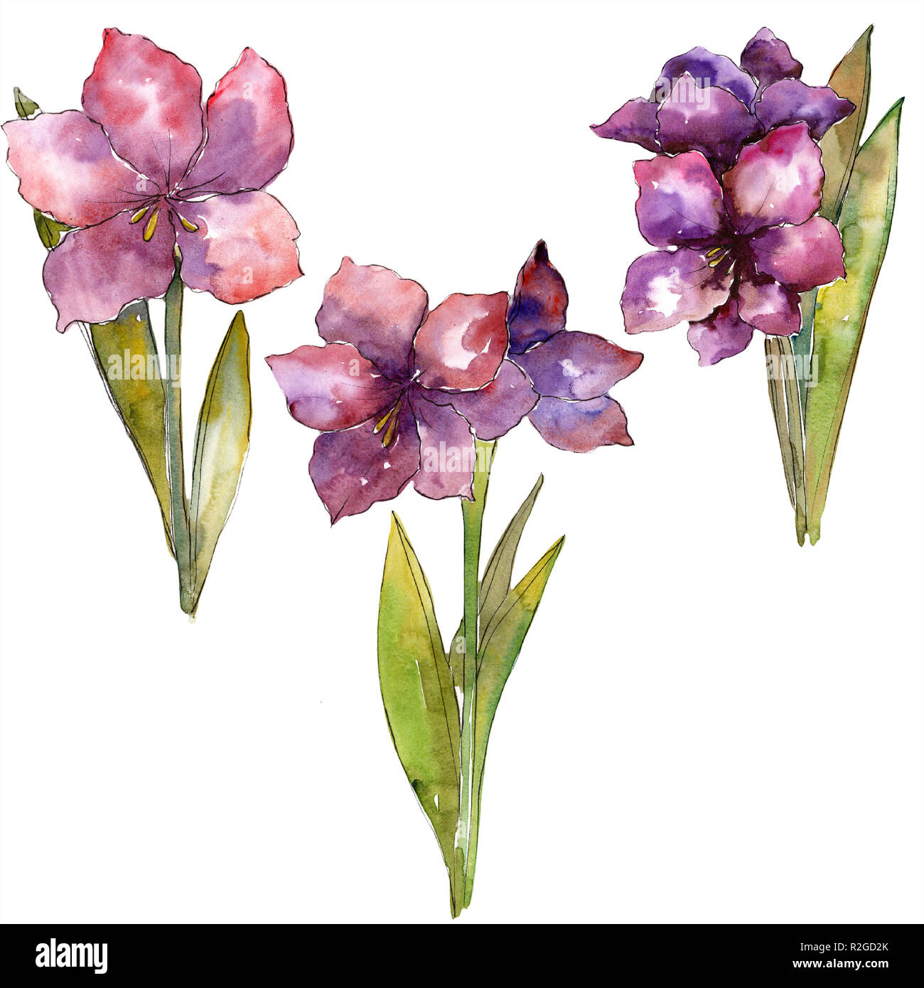 Purple amaryllis flower. Isolated amaryllis illustration element ...
