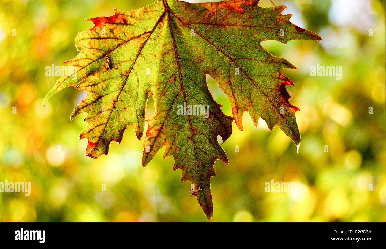 November leaf colour hi-res stock photography and images - Alamy