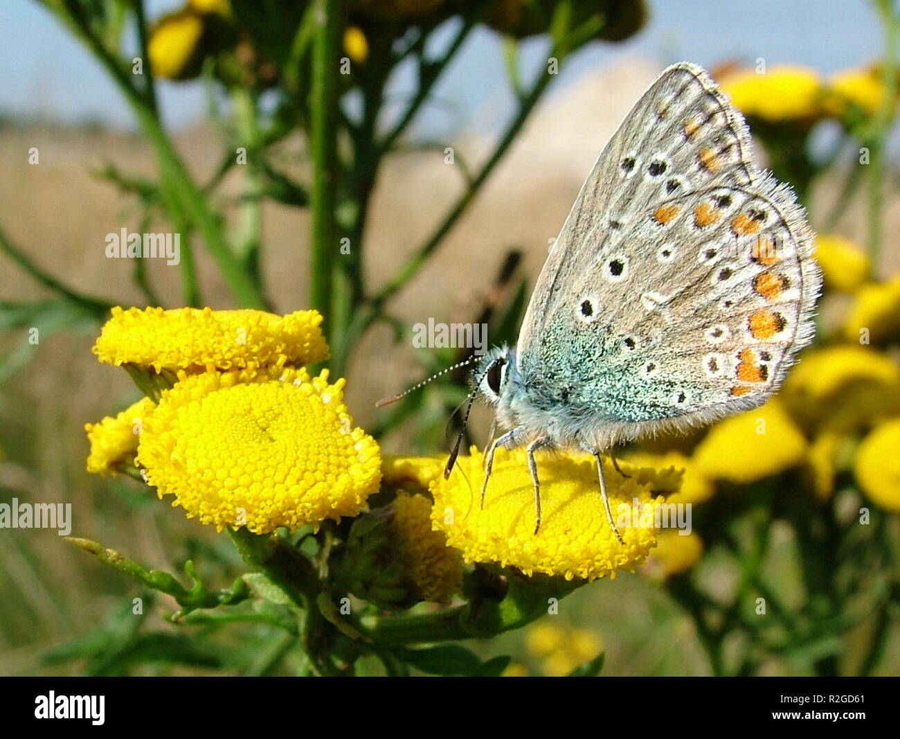 Future butterfly hi-res stock photography and images - Alamy
