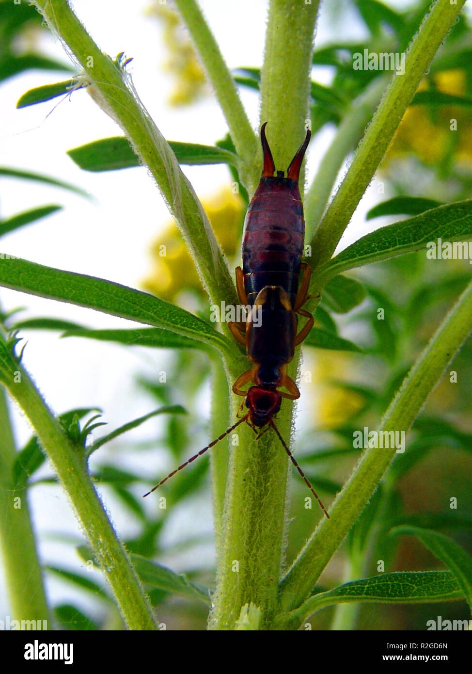 earwigs on tour Stock Photo - Alamy