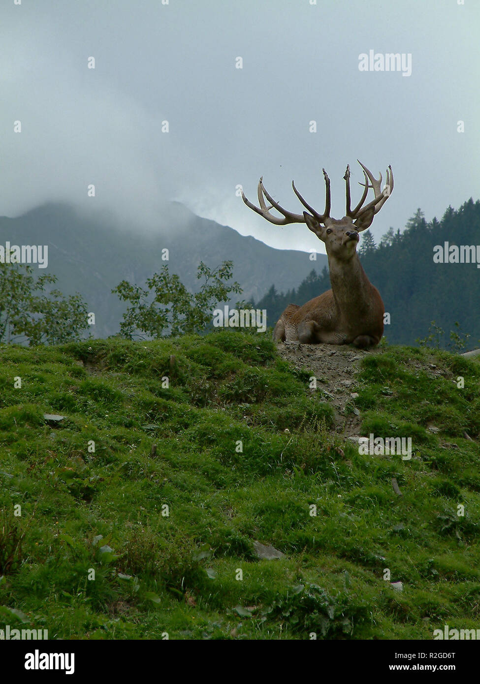 Stag king hi-res stock photography and images - Alamy