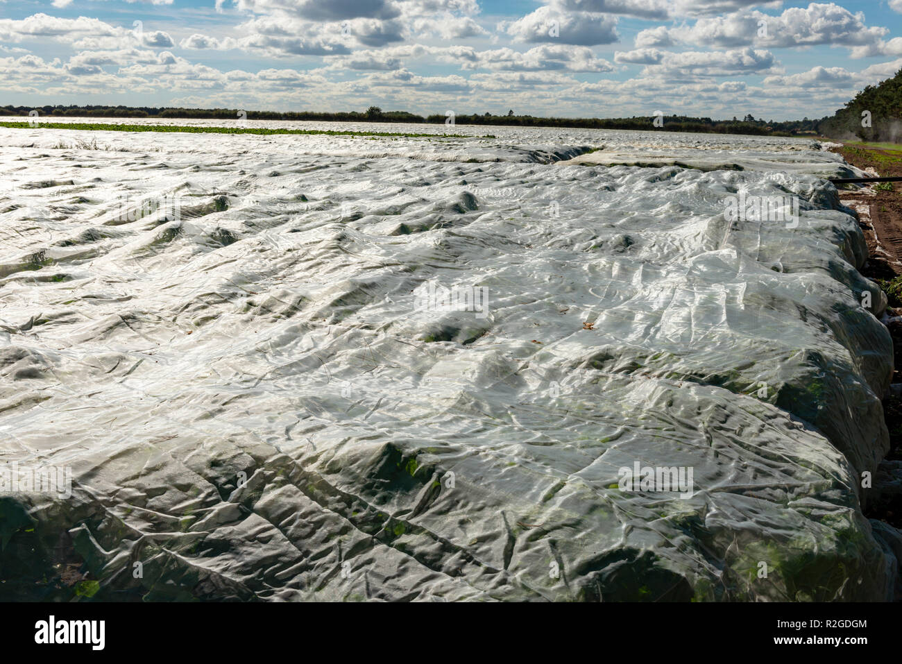 Swede crop growing under fleece hi-res stock photography and images - Alamy