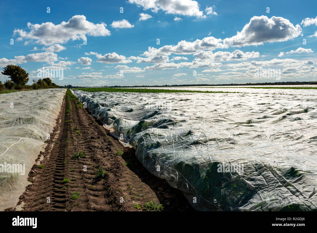 Growing swede hi-res stock photography and images - Alamy