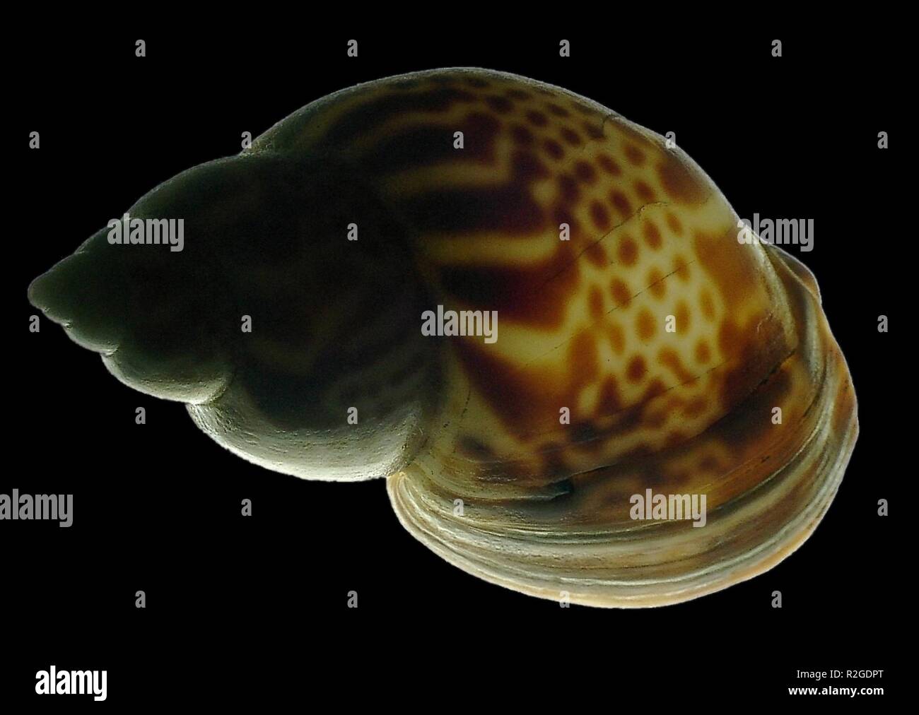 Snail forms hi-res stock photography and images - Alamy