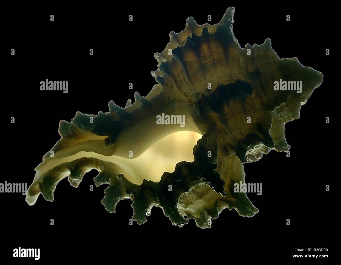 art forms of nature i Stock Photo - Alamy