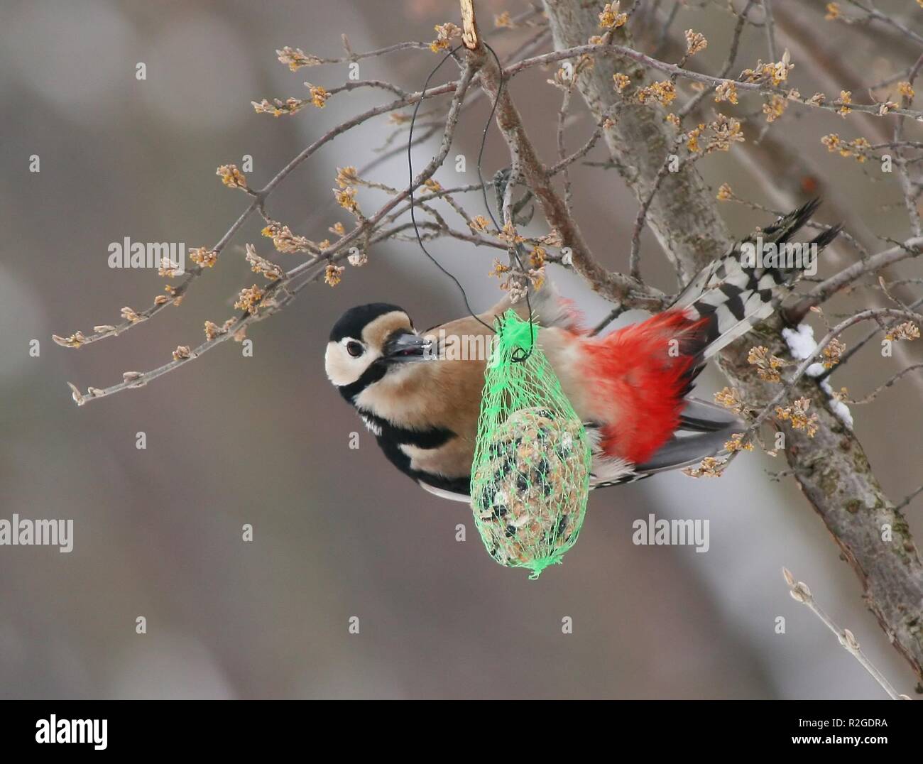 Thief animals hi-res stock photography and images - Alamy