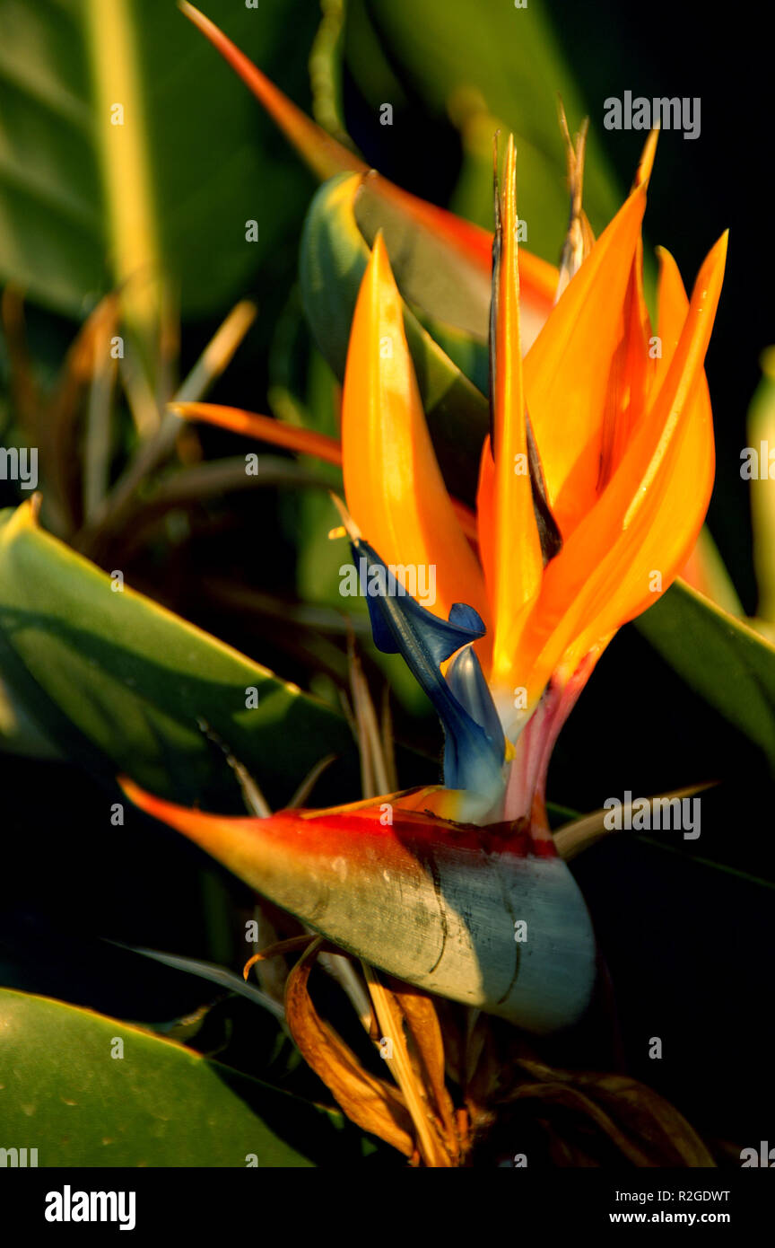 Paradisblume hi-res stock photography and images - Alamy