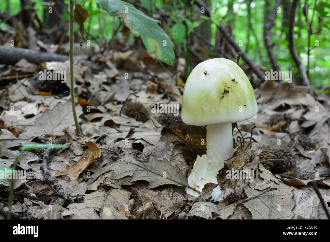 Death cap mushroom hi-res stock photography and images - Alamy