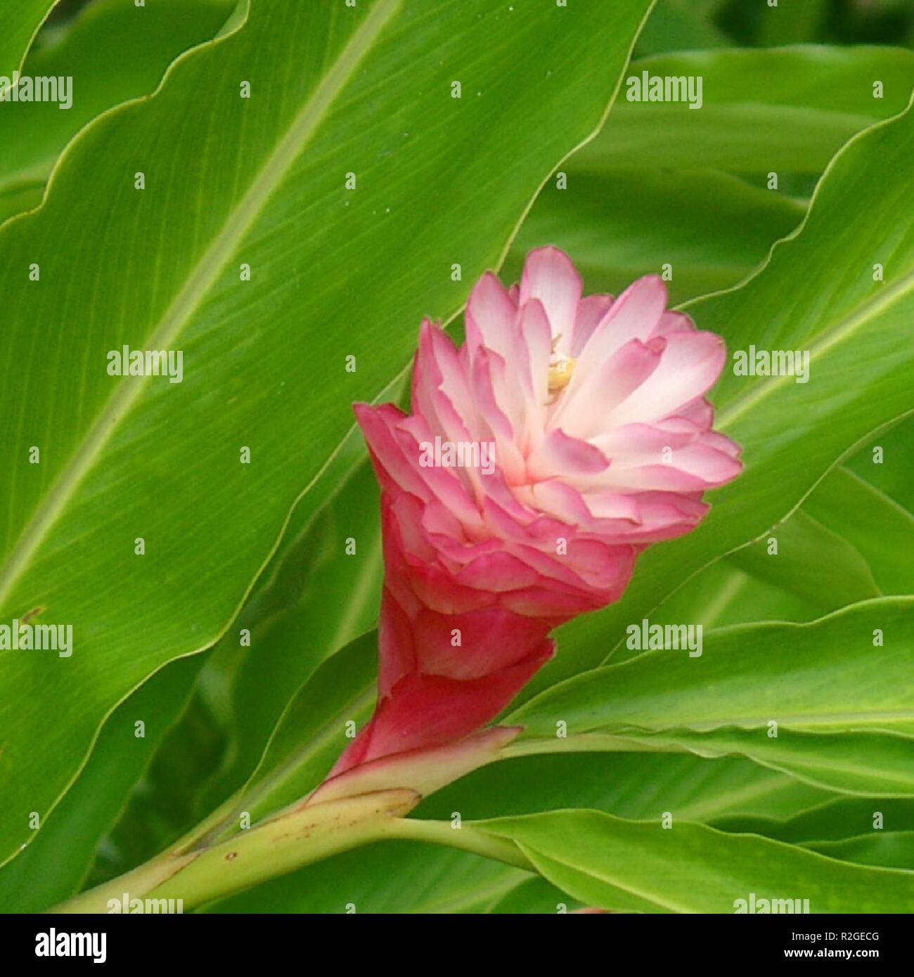 Tropische pflanze hi-res stock photography and images - Alamy