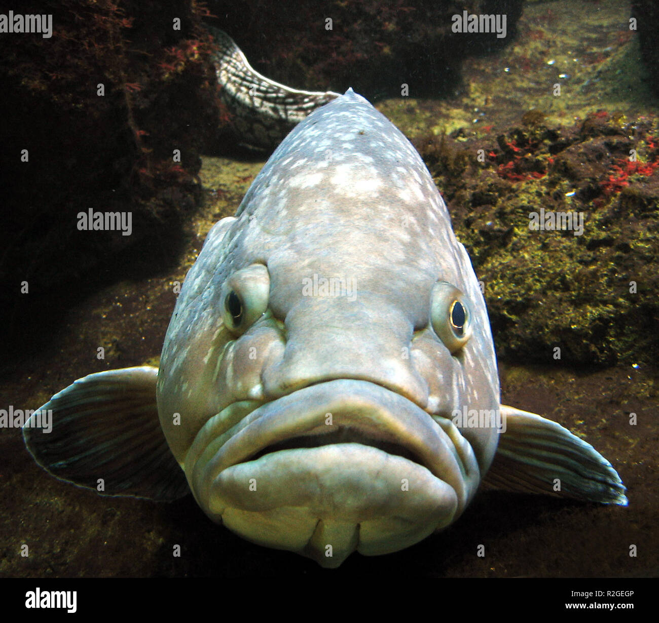 Blue eyes fish hi-res stock photography and images - Alamy