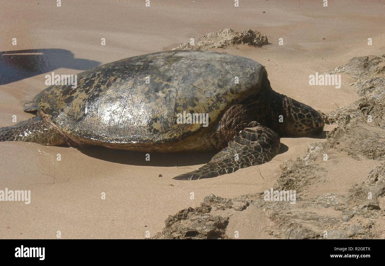 Panzertier hi-res stock photography and images - Alamy