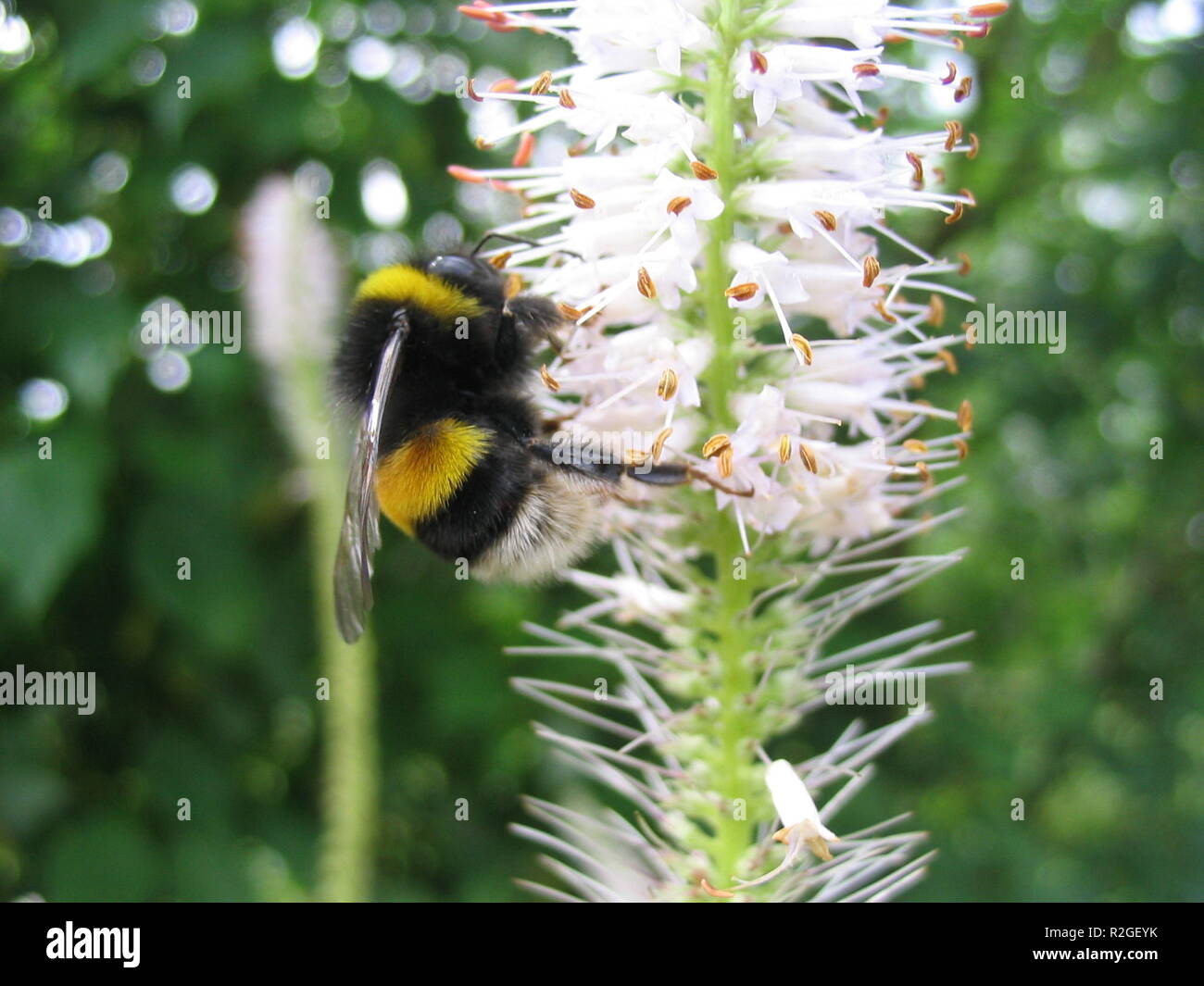 Bumblebee nectar hi-res stock photography and images - Alamy