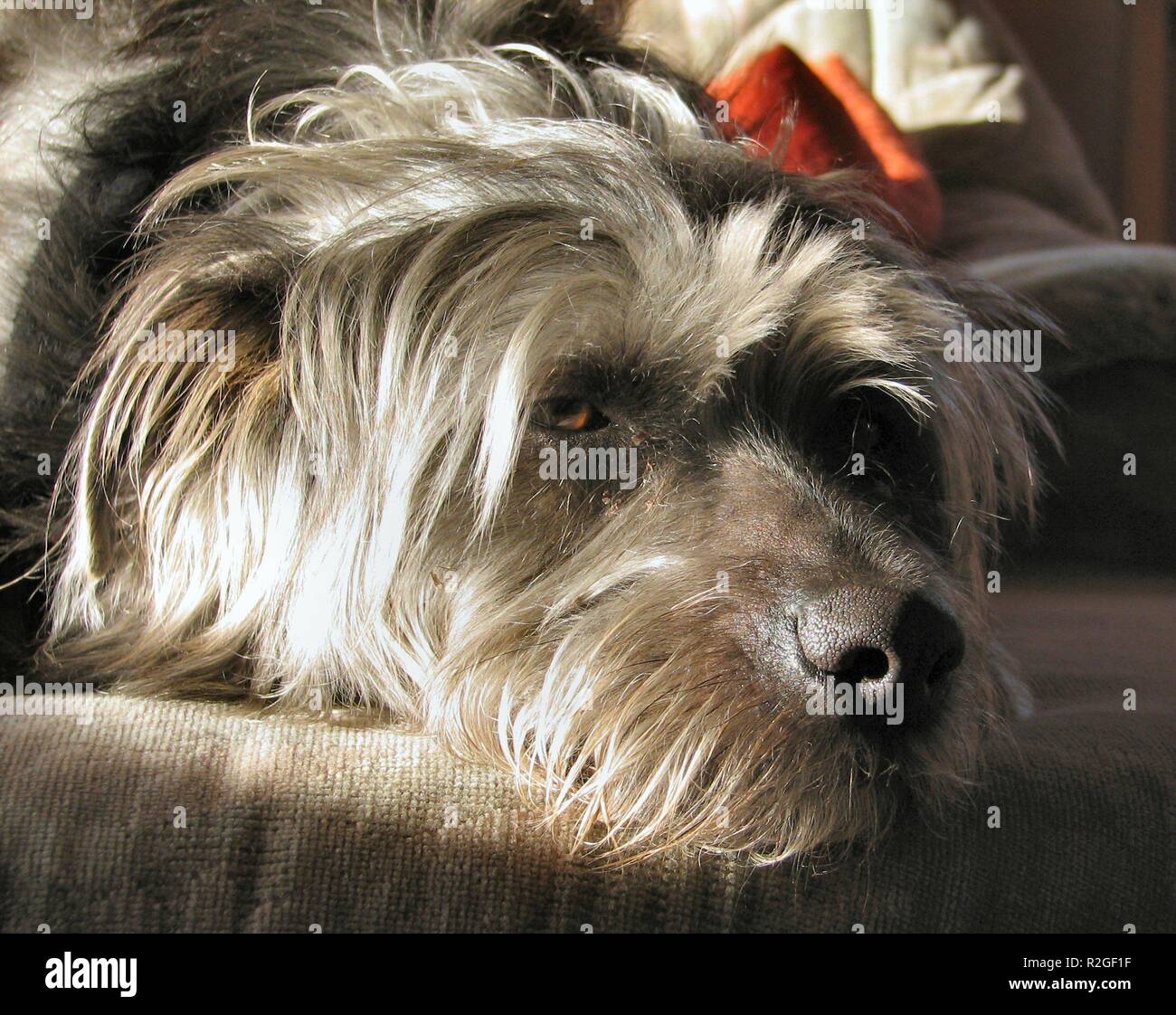 Lazy black dog hi-res stock photography and images - Alamy
