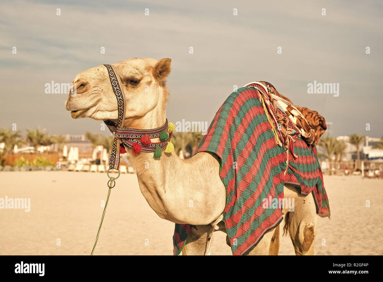 camel on Dubai Jumeirah beach and skyscrapers in the backround. Dubai ...
