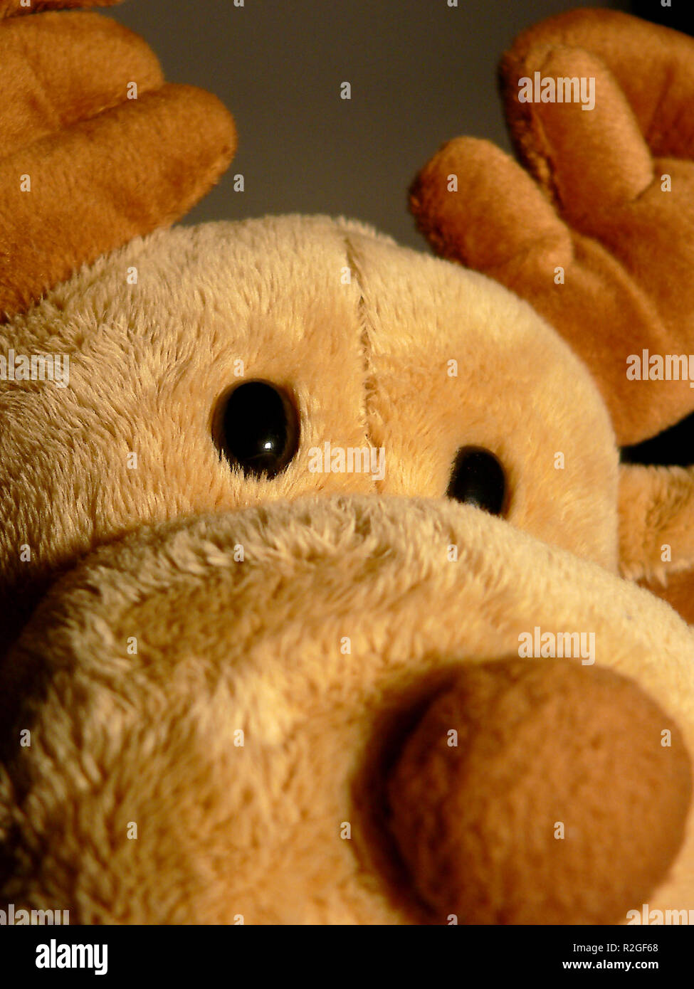 Knubbelnase hi-res stock photography and images - Alamy