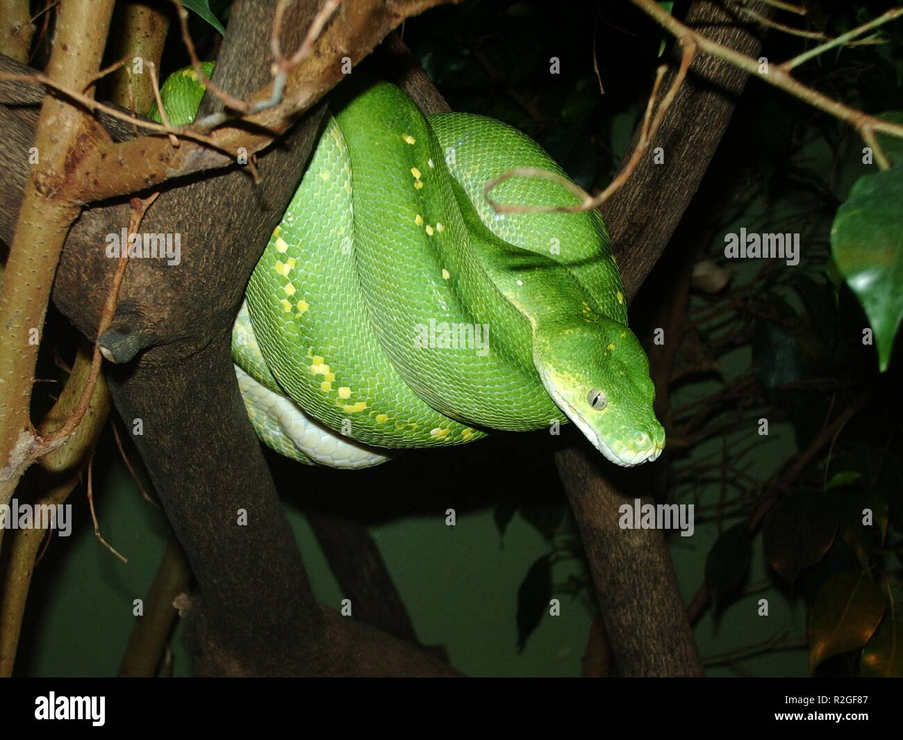 Green tree phython hi-res stock photography and images - Alamy
