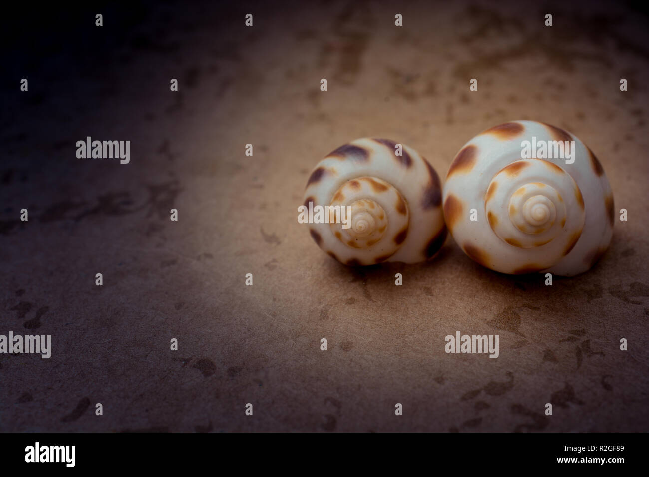 Conch shell fibonacci hi-res stock photography and images - Alamy