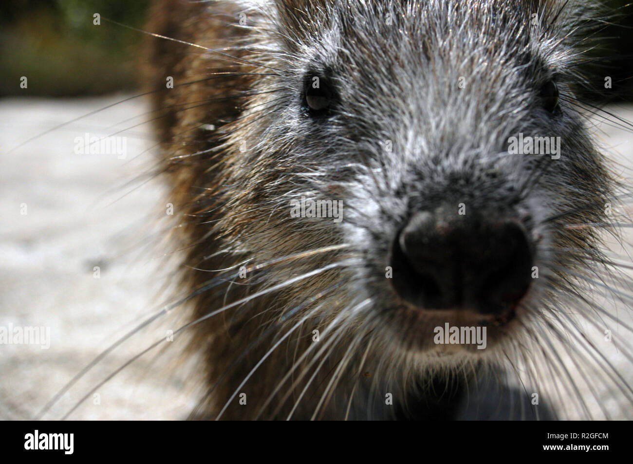 Tree rat hi-res stock photography and images - Alamy