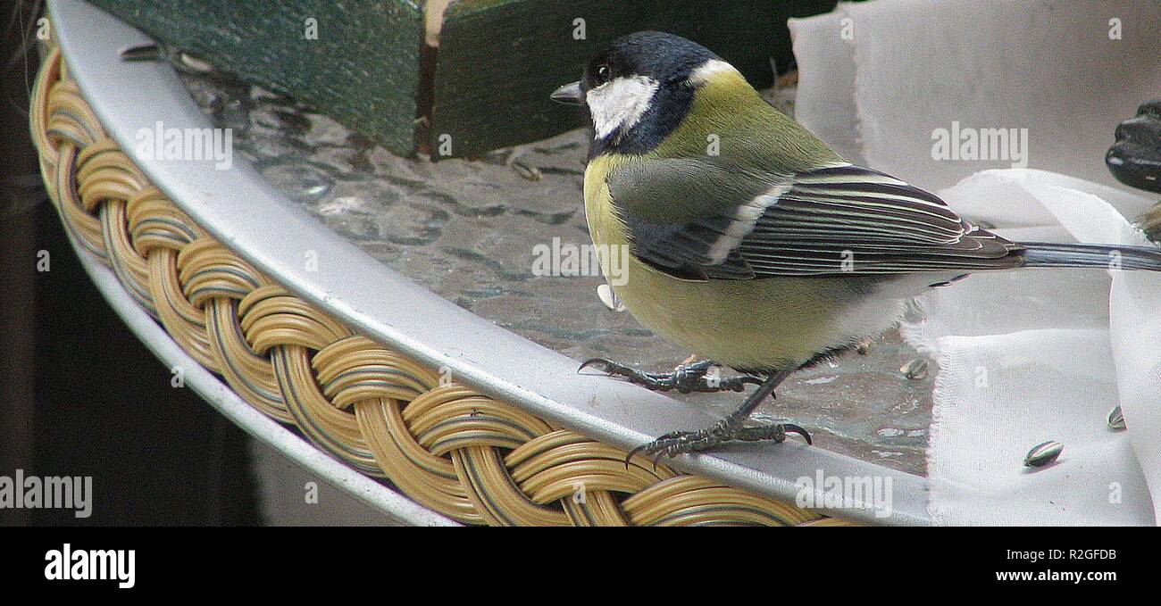 Bird table and birds hi-res stock photography and images - Alamy