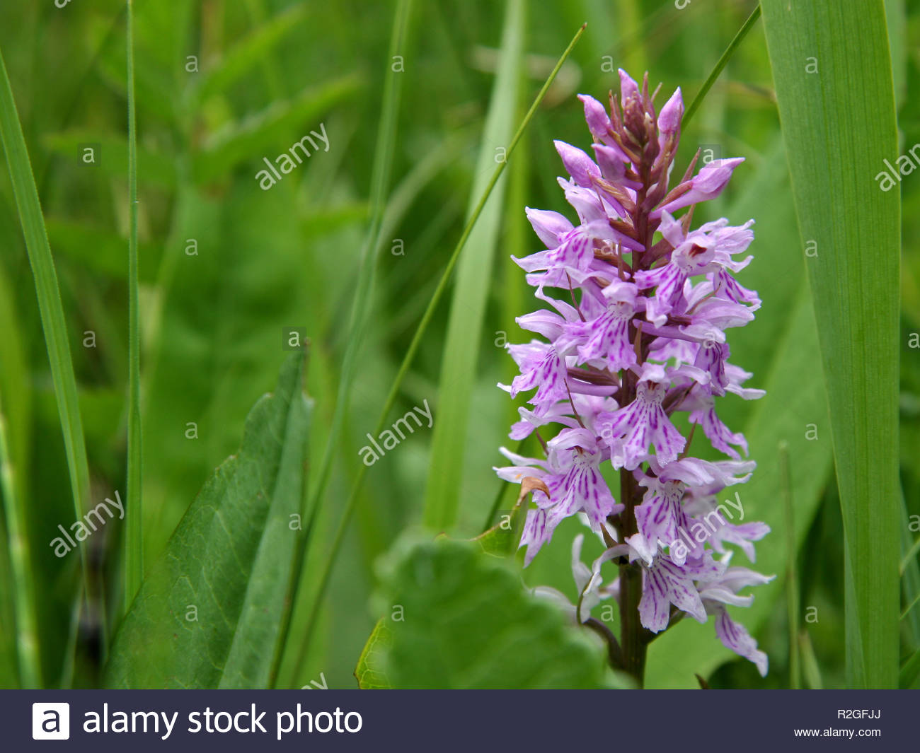 Moorpflanze High Resolution Stock Photography and Images - Alamy