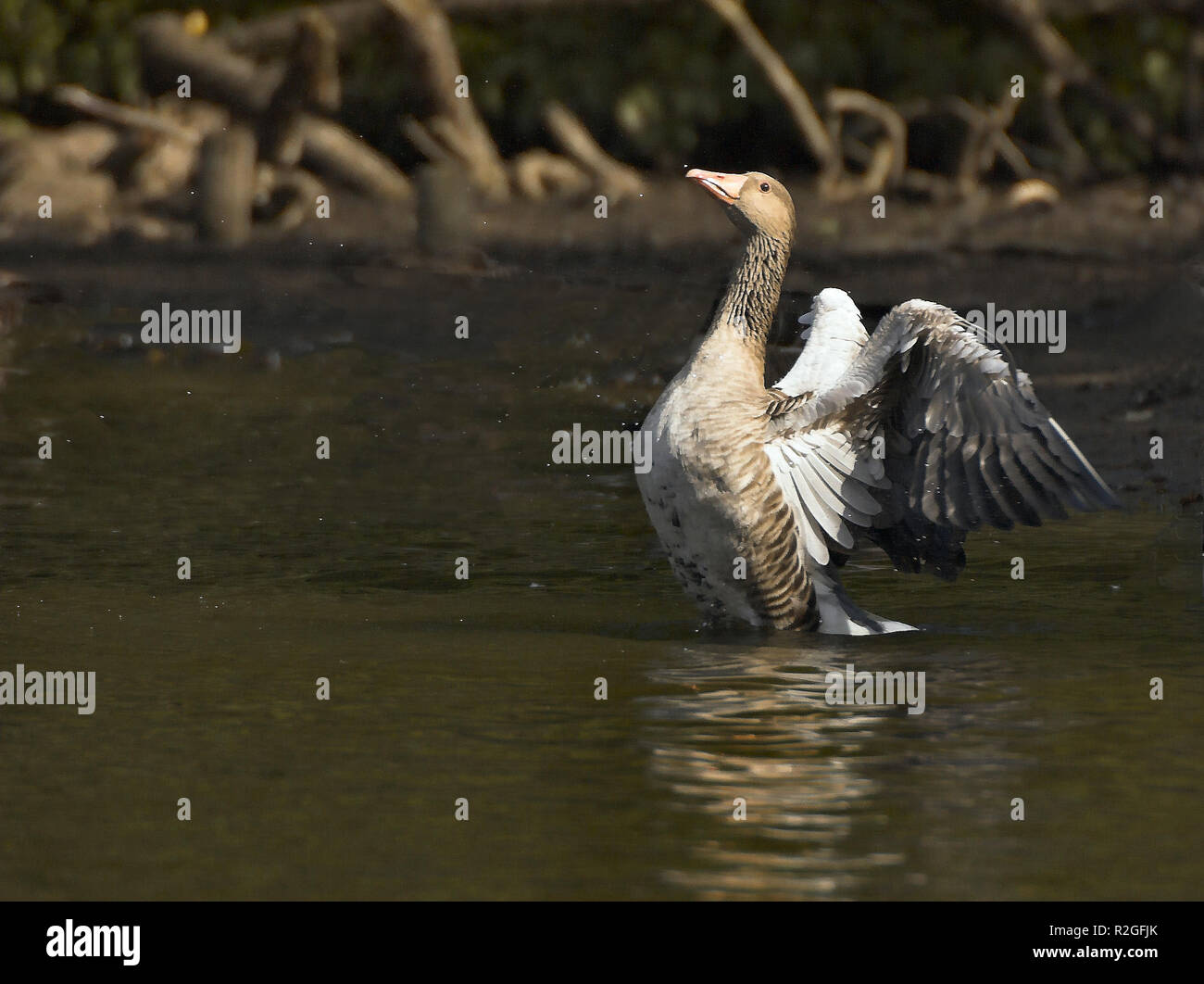 Anserinae anserini hi-res stock photography and images - Alamy