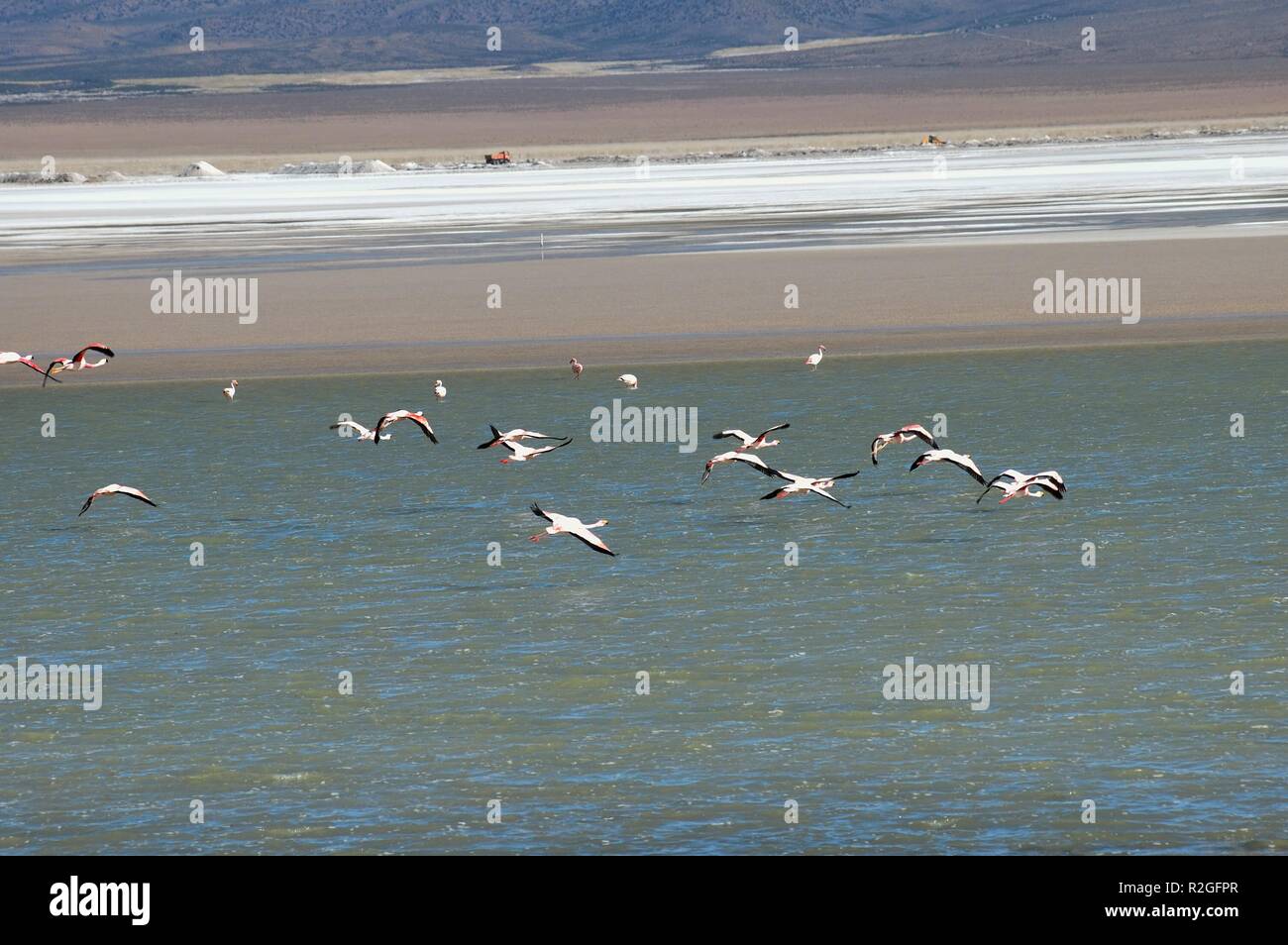 Flamingoschwarm hi-res stock photography and images - Alamy