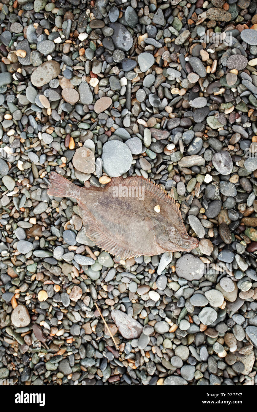 Halibut fish swim hi-res stock photography and images - Alamy