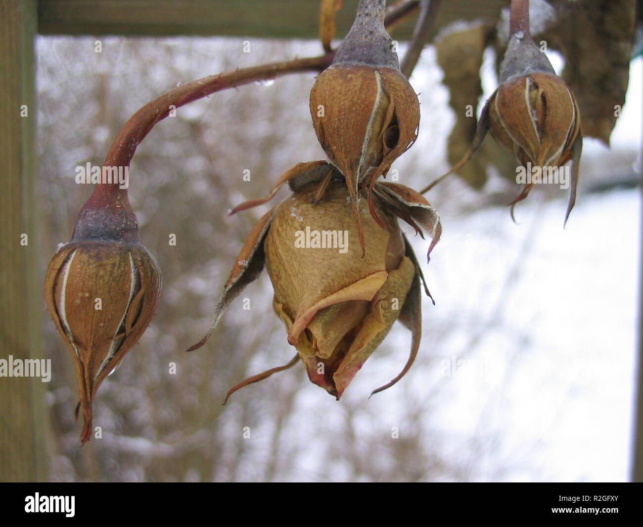 Rotten roses hi-res stock photography and images - Alamy