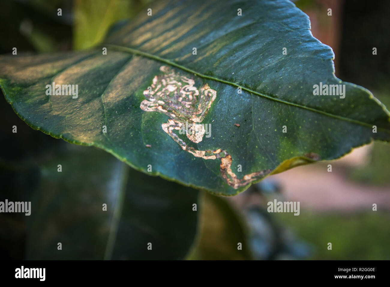 Citrus Leafminer damage to Lemon Tree Leaves and Orange Stock Photo - Alamy