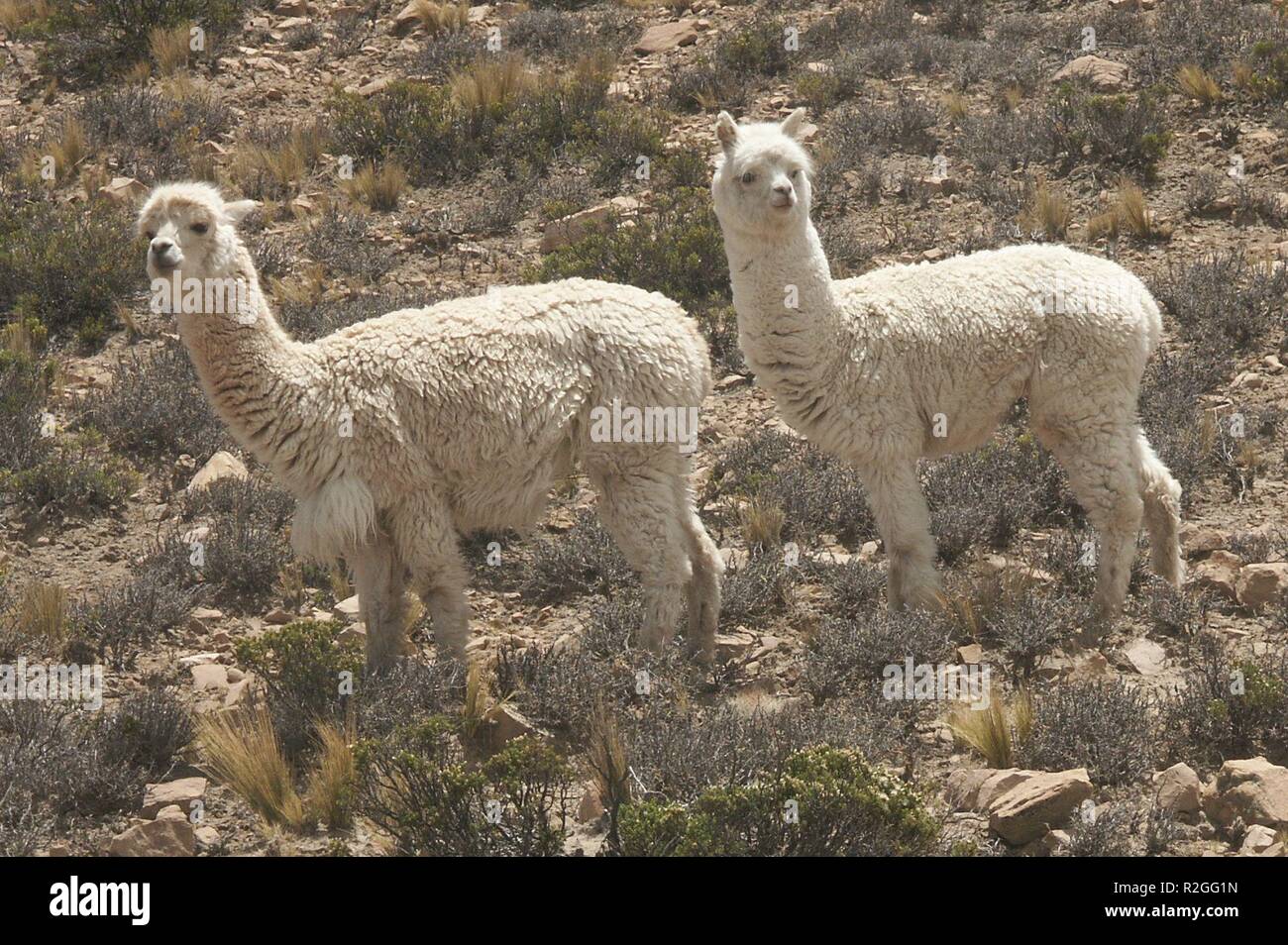 alpacas in peru Stock Photo - Alamy
