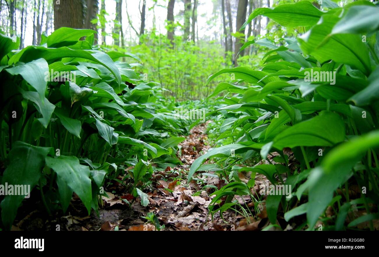 in wild garlic forest 01 Stock Photo - Alamy