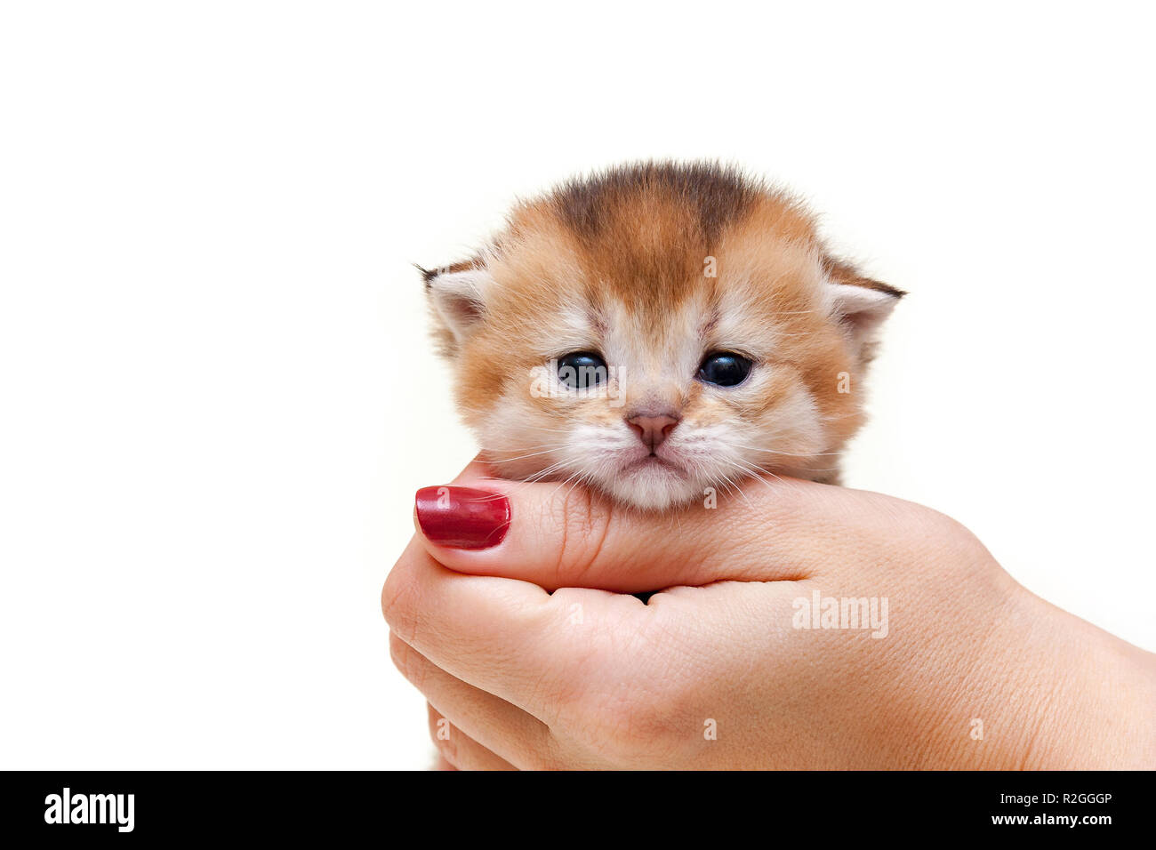 Cute Golden British kitten sitting in a woman's hand on a white ...
