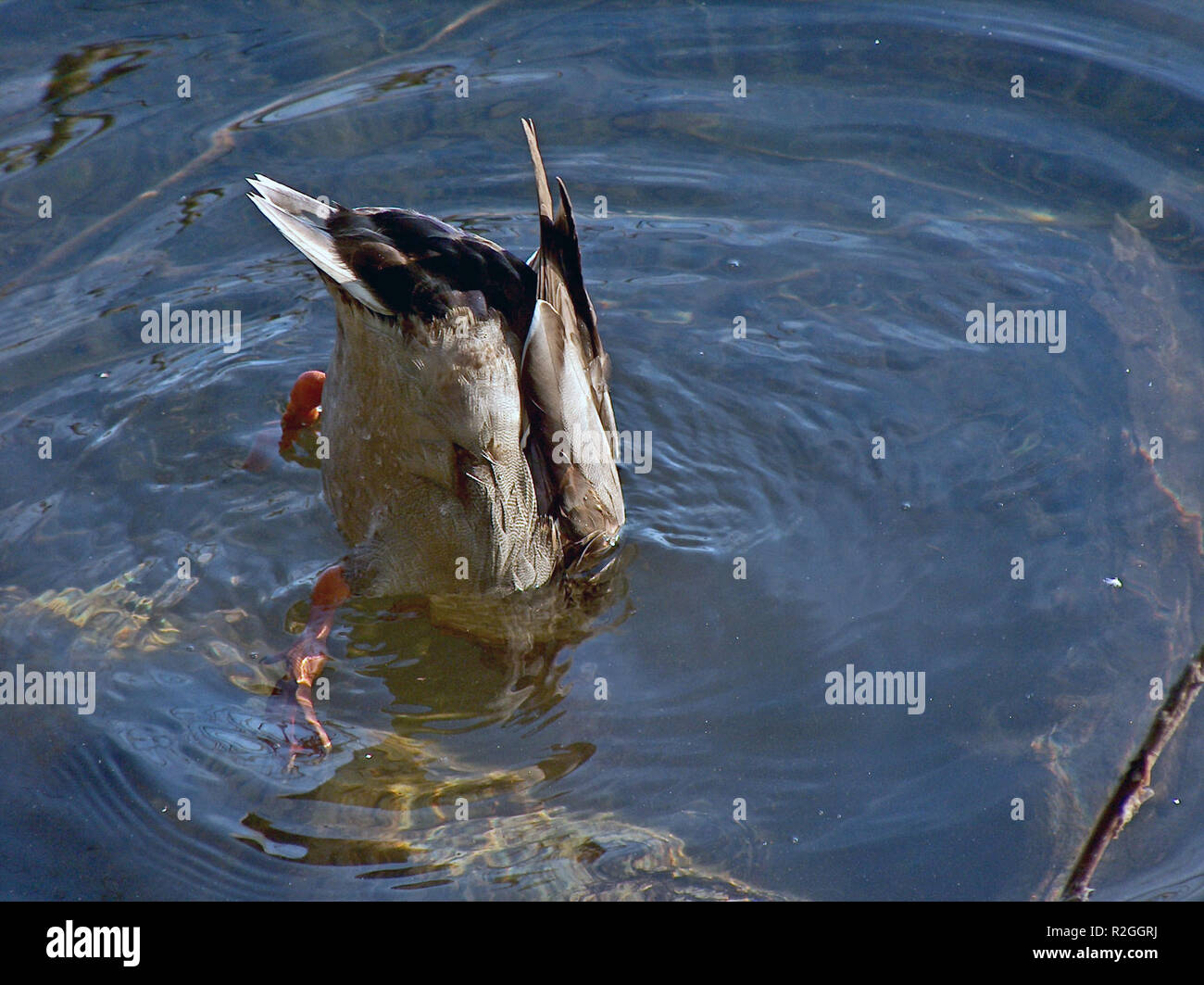 head in the water Stock Photo - Alamy