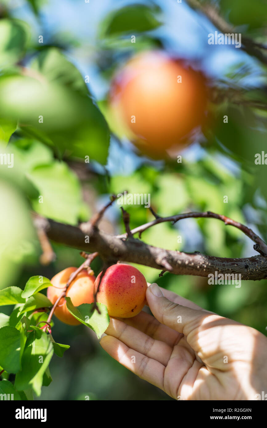 Harvesting of apricots. Woman's hand pick a ripe apricot from a tree ...