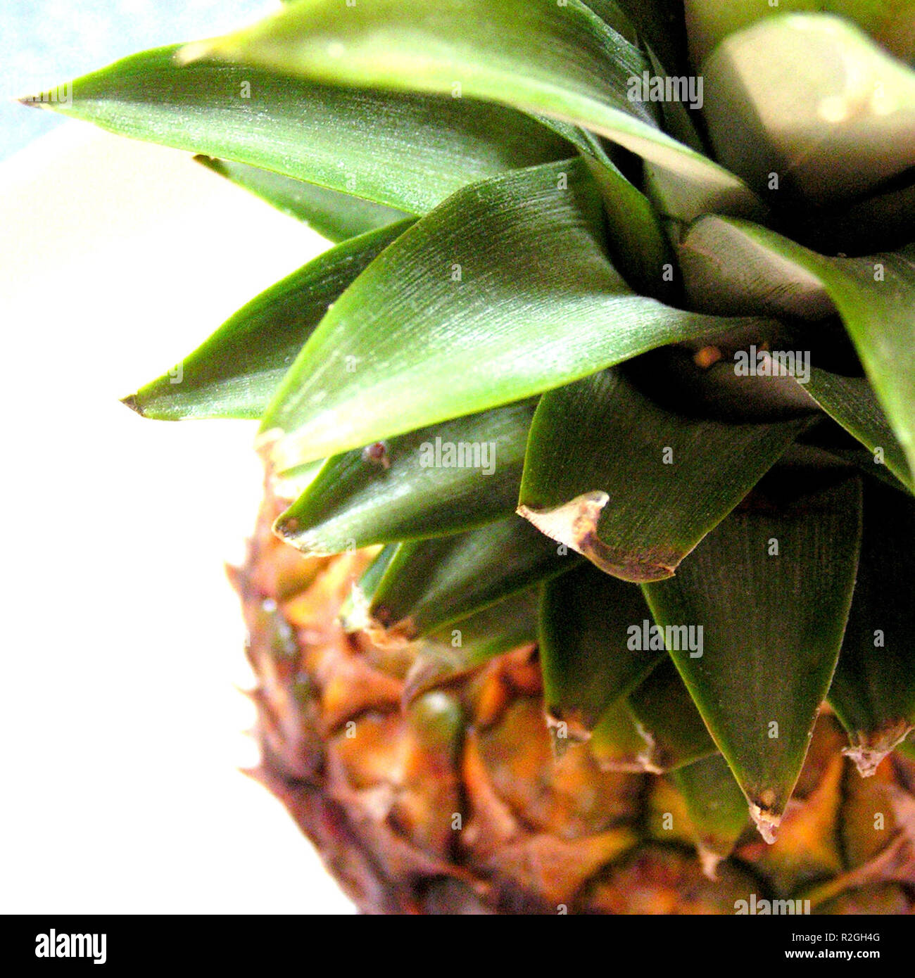square fruity sweet Stock Photo - Alamy