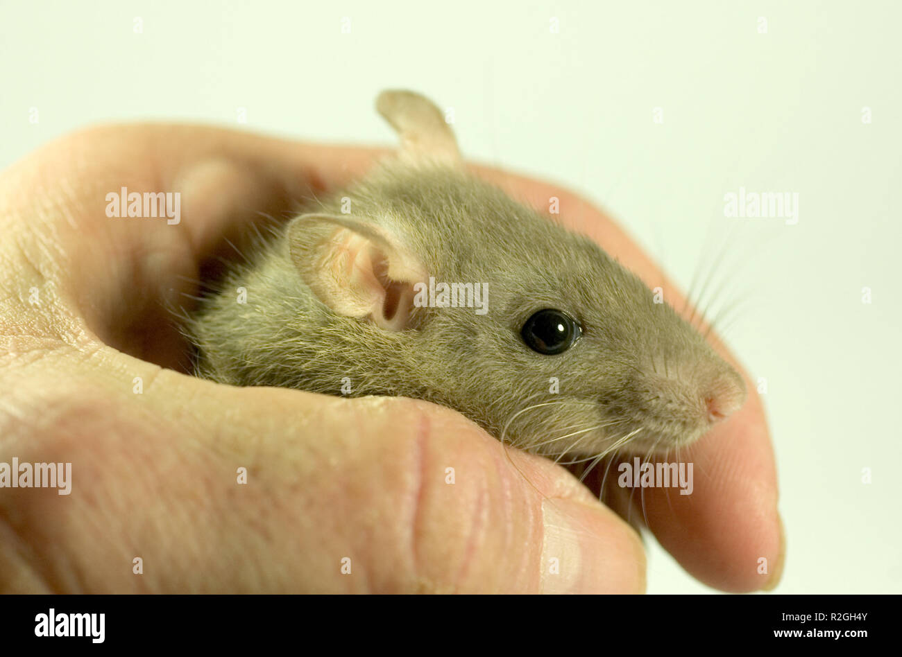 Farbratte hi-res stock photography and images - Alamy