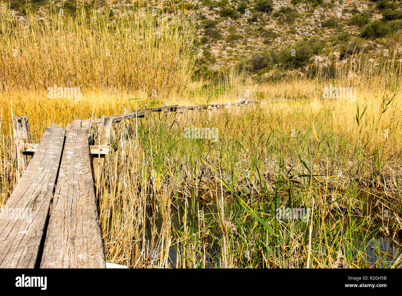 Swamp bog wetland boardwalk hi-res stock photography and images - Alamy