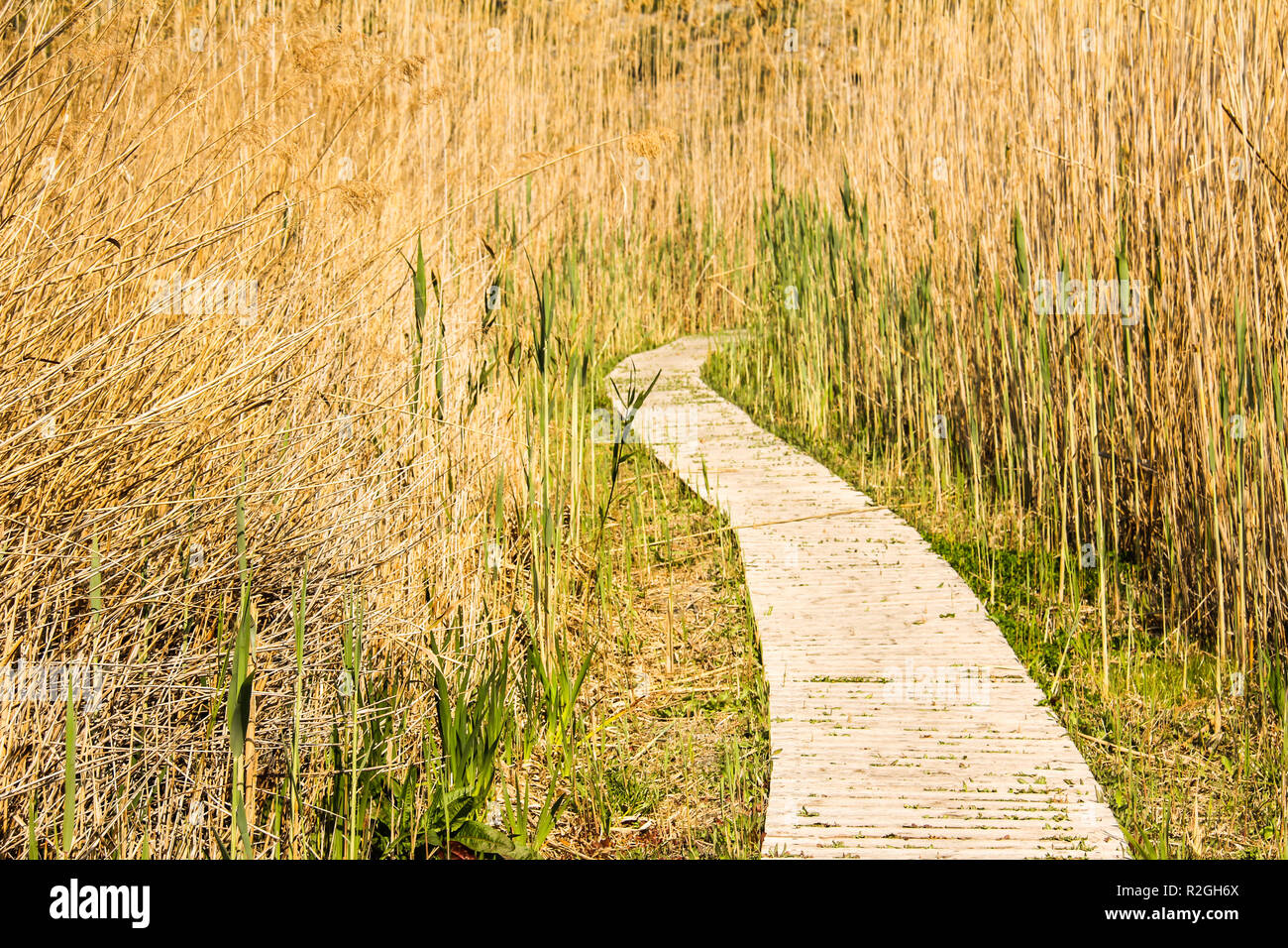Wooden path through the reeds in the Pego-Oliva Marjal wetland nature ...