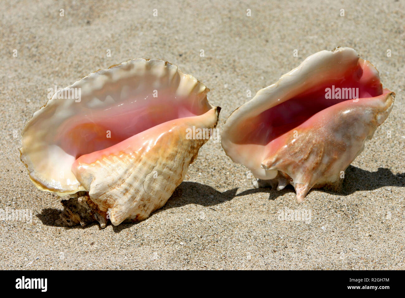 mussels in the caribbean Stock Photo - Alamy